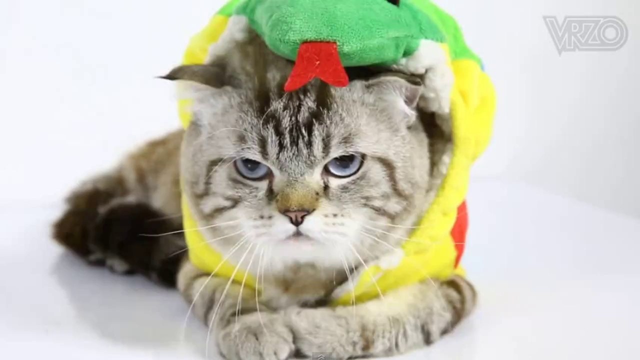 VRZO - We Are Lovely Pet [Ep.1] - video Dailymotion