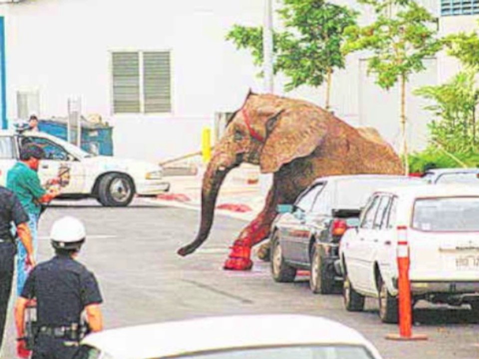 TYKE éléphant - Vidéo Dailymotion