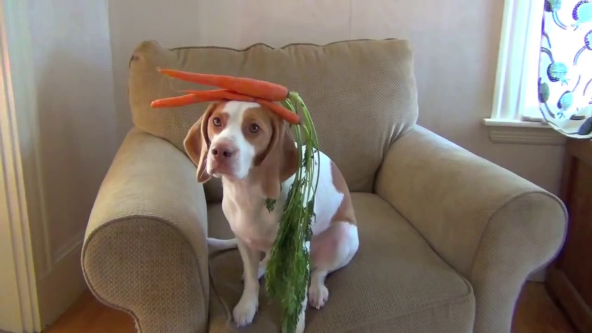 Maymo The Lemon Beagle