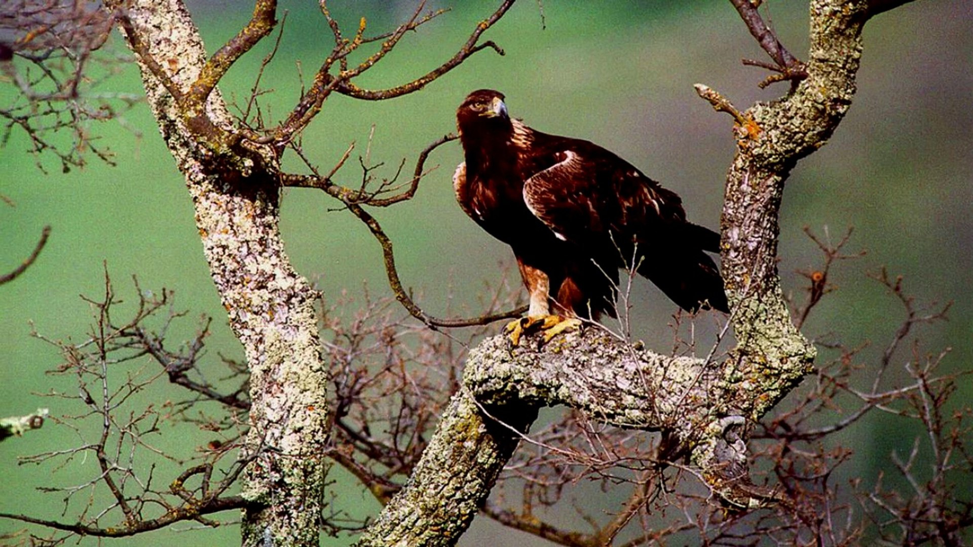 Baby Golden Eagle Sounds