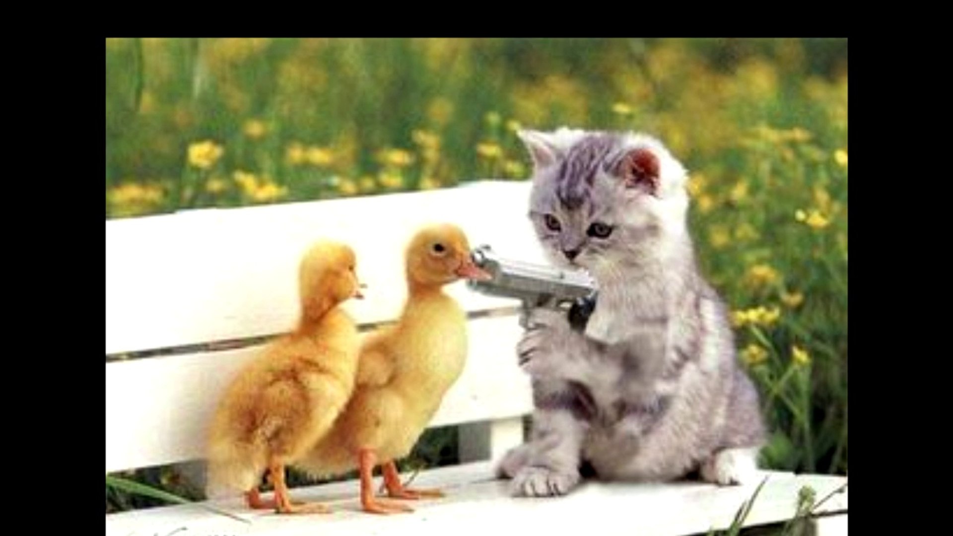 Funny Cat Pics With Guns