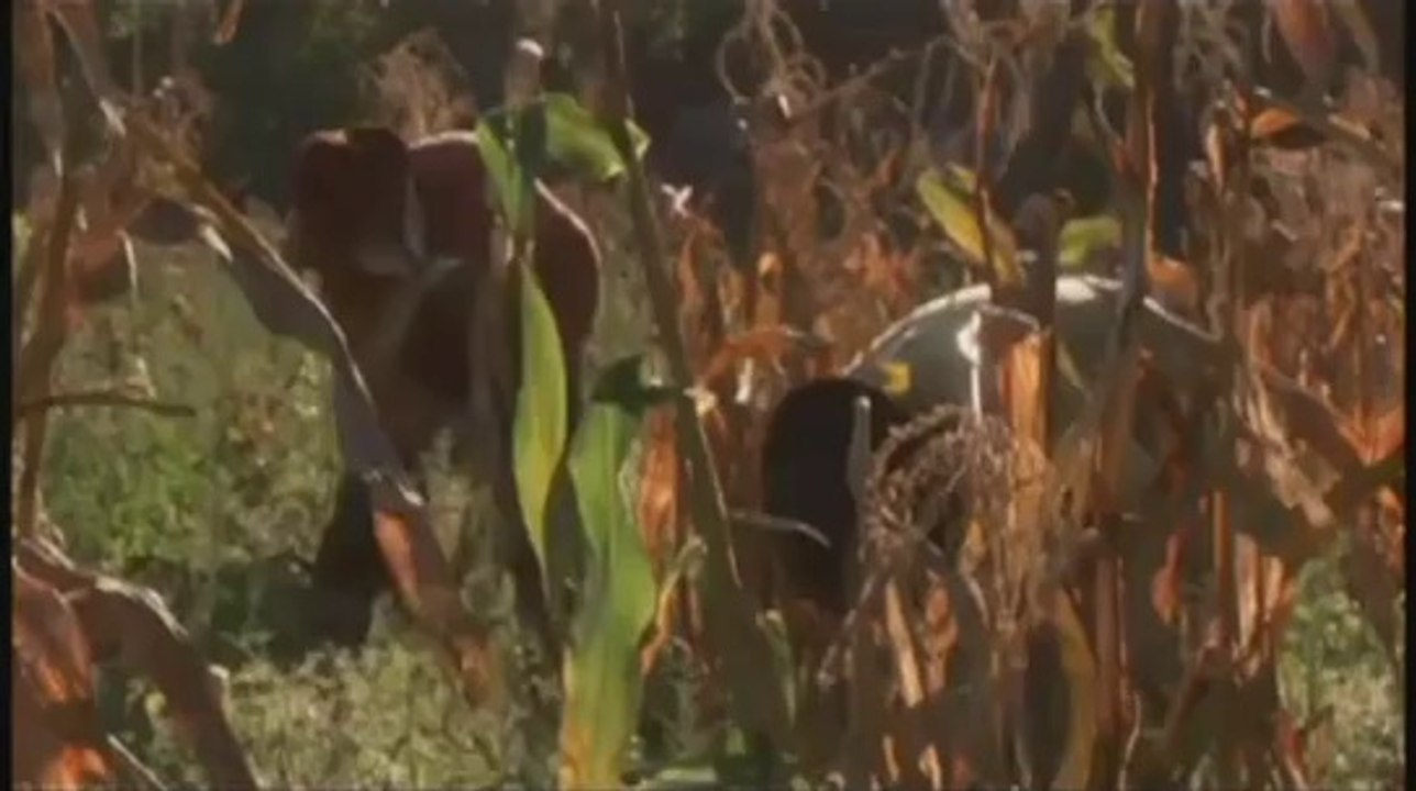 DESPERATE CROSSING - THE UNTOLD STORY OF THE MAYFLOWER - video Dailymotion