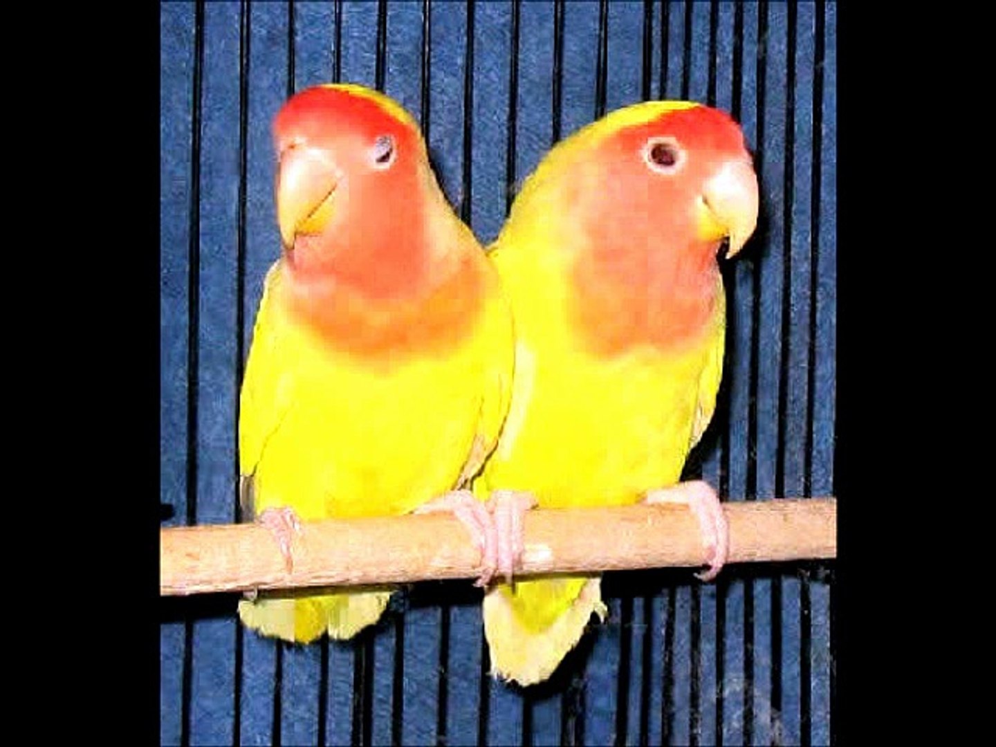 Lutino Peach Faced Lovebird