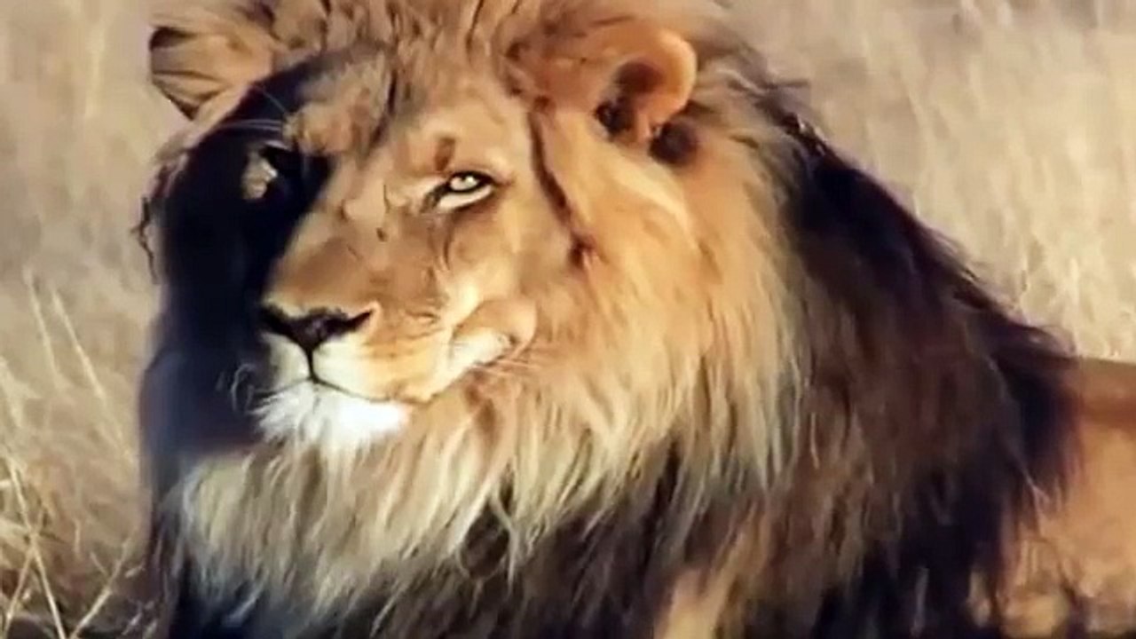 Lions Killing in a Volcano Crater Lions Documentary Discovery Channel ...