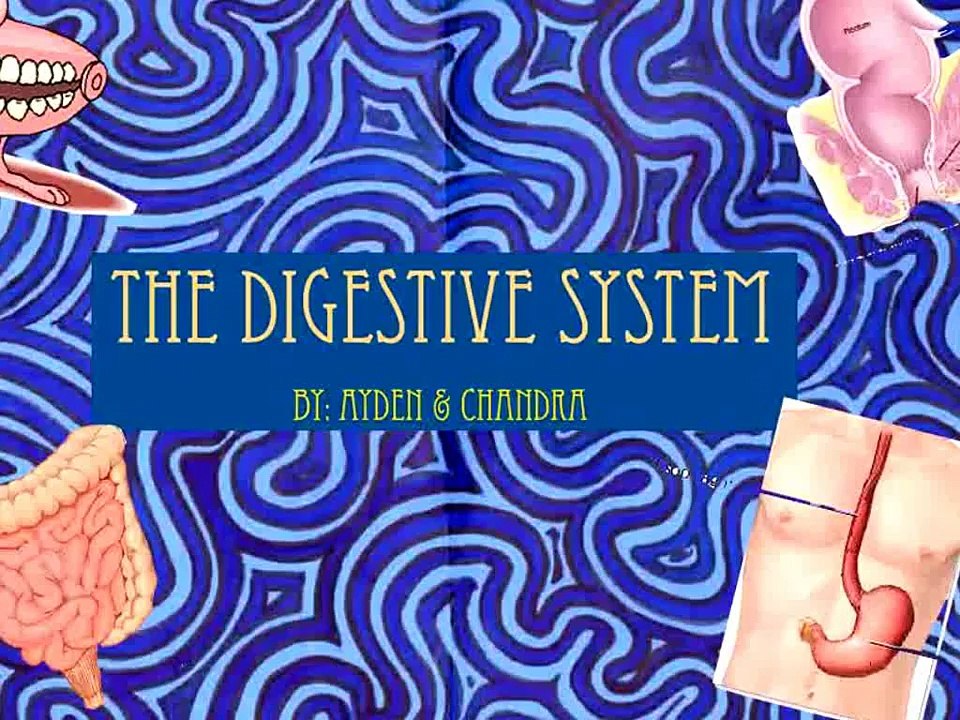 the digestive system science projects | high school science project ...