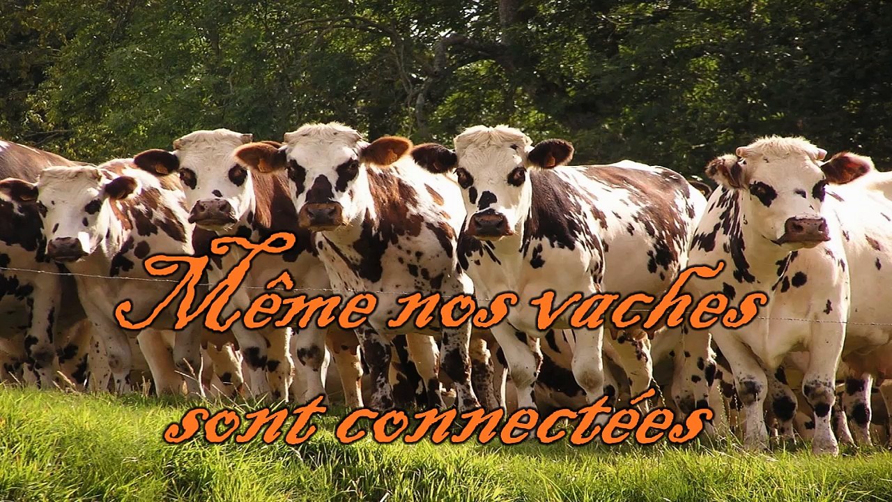 Même nos vaches sont connectées ! - Vidéo Dailymotion