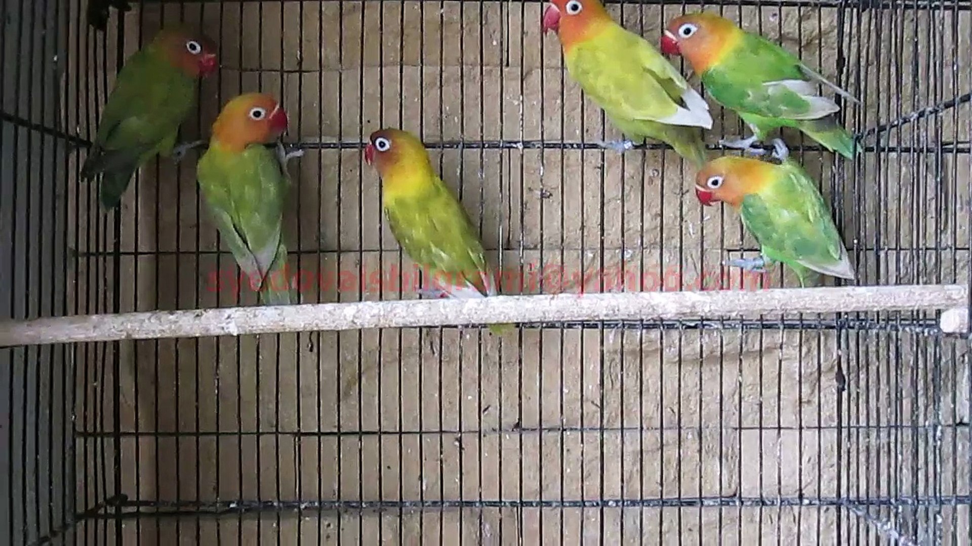Lovebird Pastel Olive