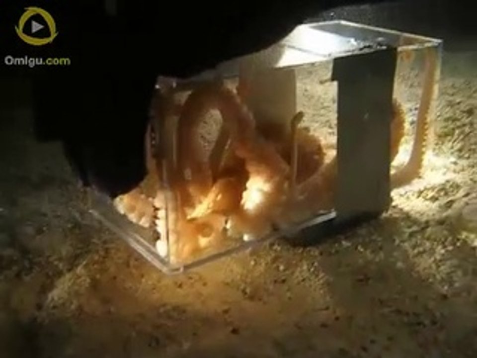 Octopus Escaping Through a 1 Inch Hole - Dailymotion Video