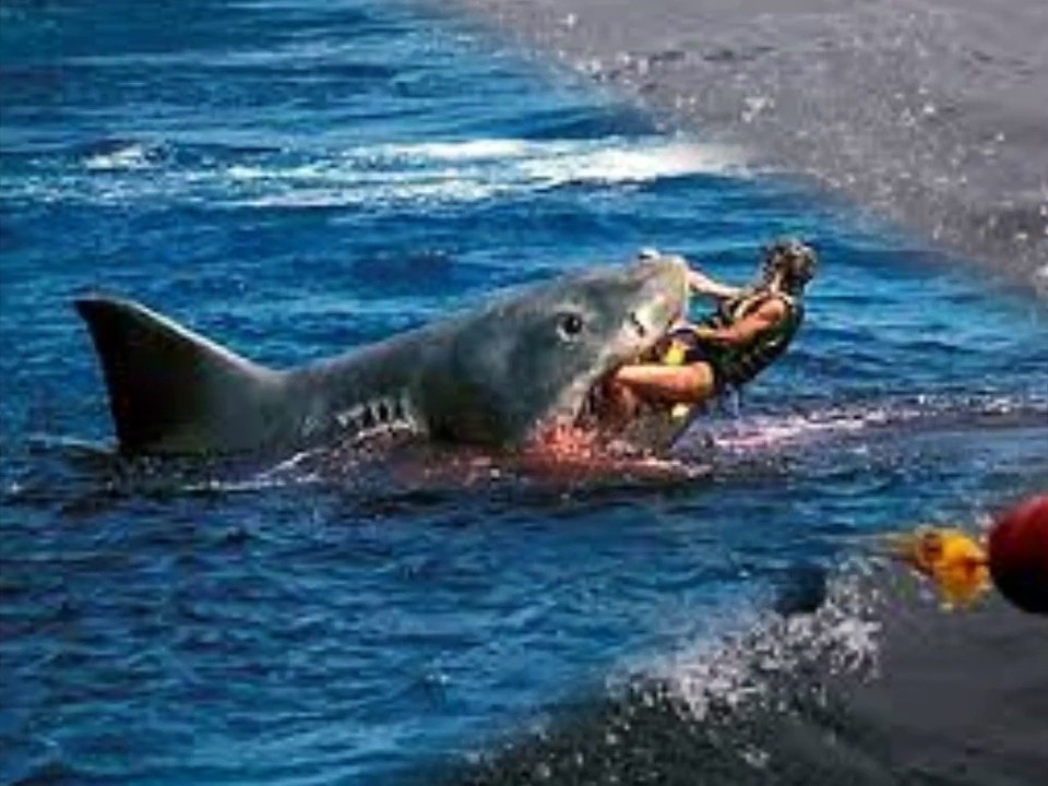 Top 10 most Dangerous Shark attacks on History !!! - video Dailymotion