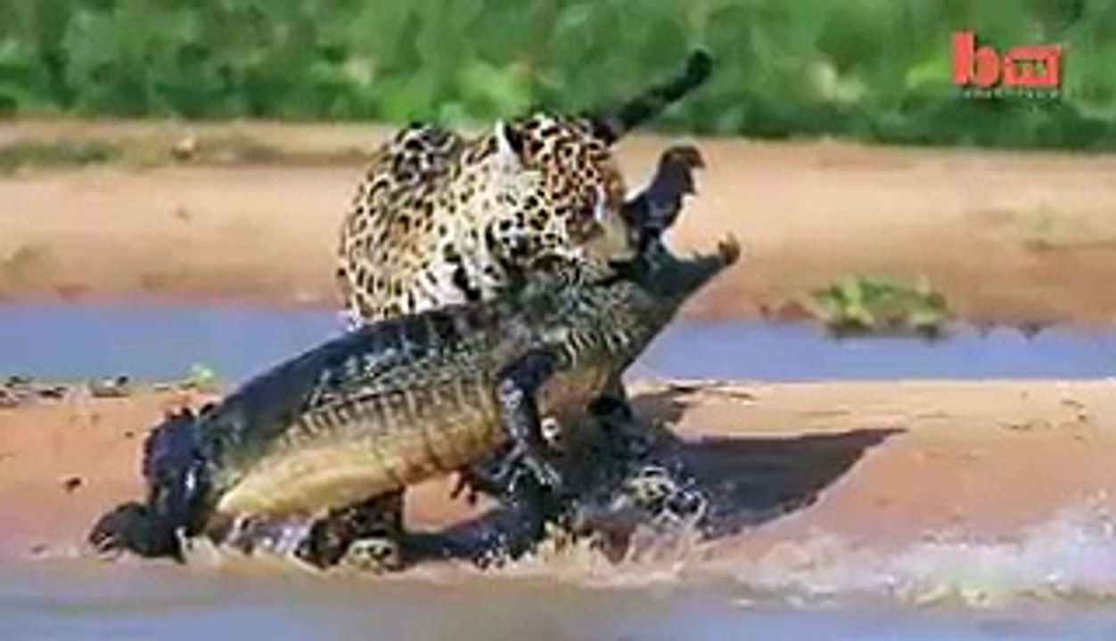 Jaguar Attacks Caiman Crocodile - video Dailymotion
