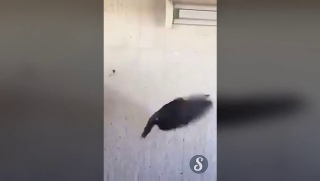 Pigeon bird doing backflips while flying - Vidéo Dailymotion