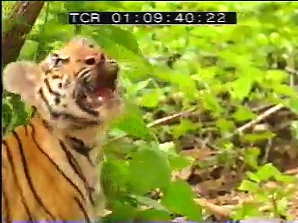 funny hahah.. Tiger & Monkey Fight - video Dailymotion