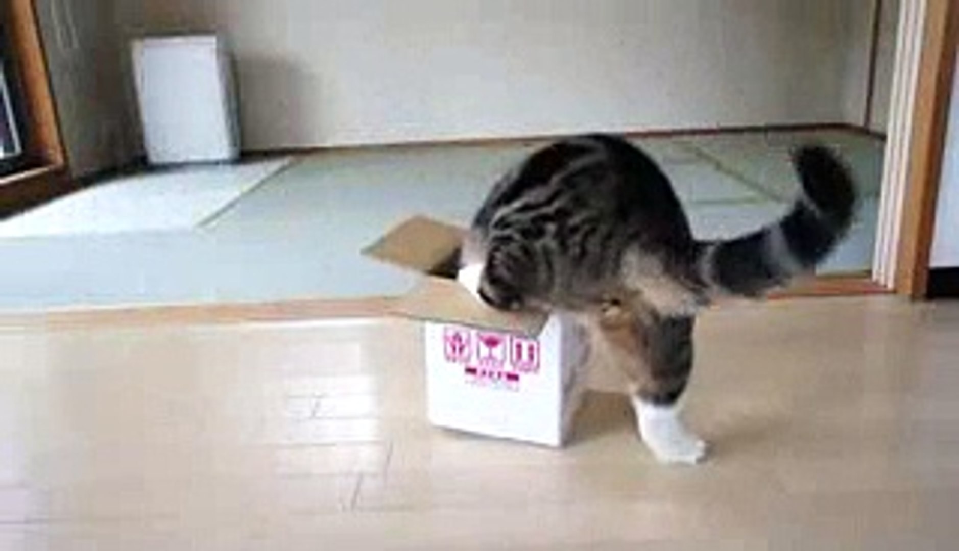 Maru The Cat Box