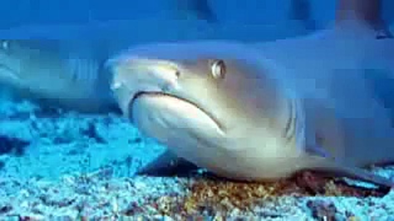 Alan,Alan, Alan, Alan, Alan, Ow, Ow, Steve, Steve, Steve...Hey, Hey ...