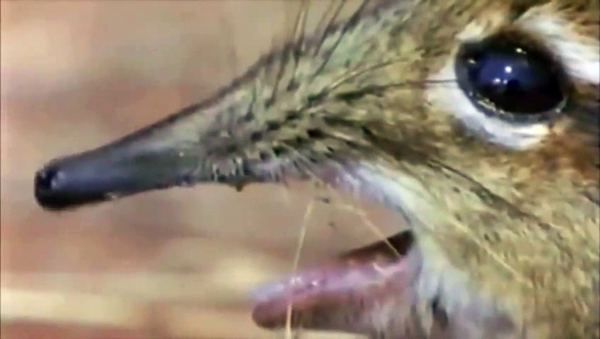 Take A Closer Look At That Snout Animal