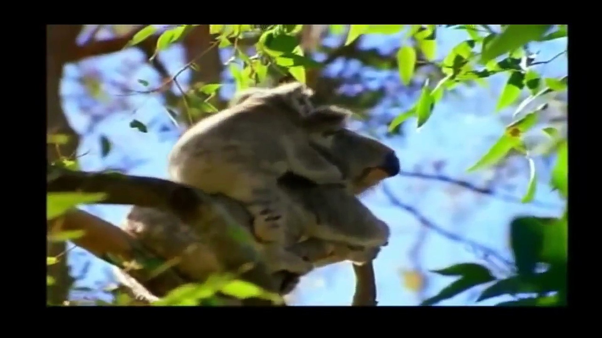 Baby Einstein Baby Noah World Animals