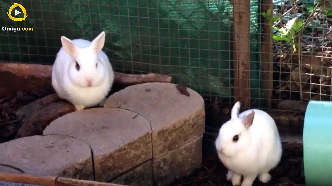 Boppity Bunny - Filmed at the Santa Barbara Bunny Shelter - Dailymotion ...