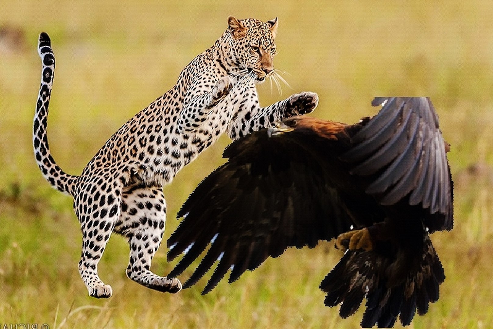 Cheetah Mixed With Eagle