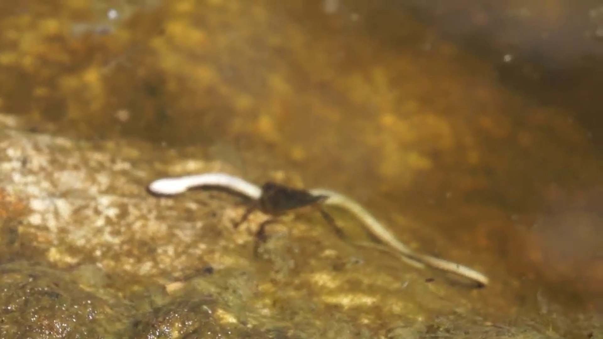 Giant Water Bug Eating Snake