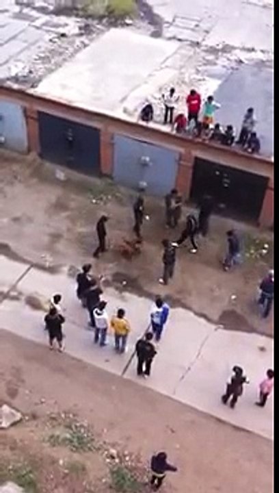 Nohoi zodoon - video Dailymotion