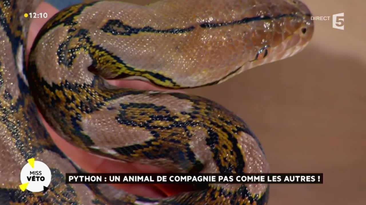 Le python : un animal de compagnie pas comme les autres ! - Vidéo ...