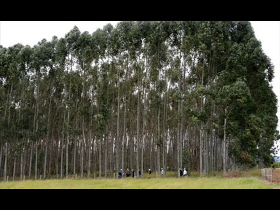 SADA BAHAAR FAST GROWING TREES BY DR.ASHRAF SAHIBZADA - video Dailymotion