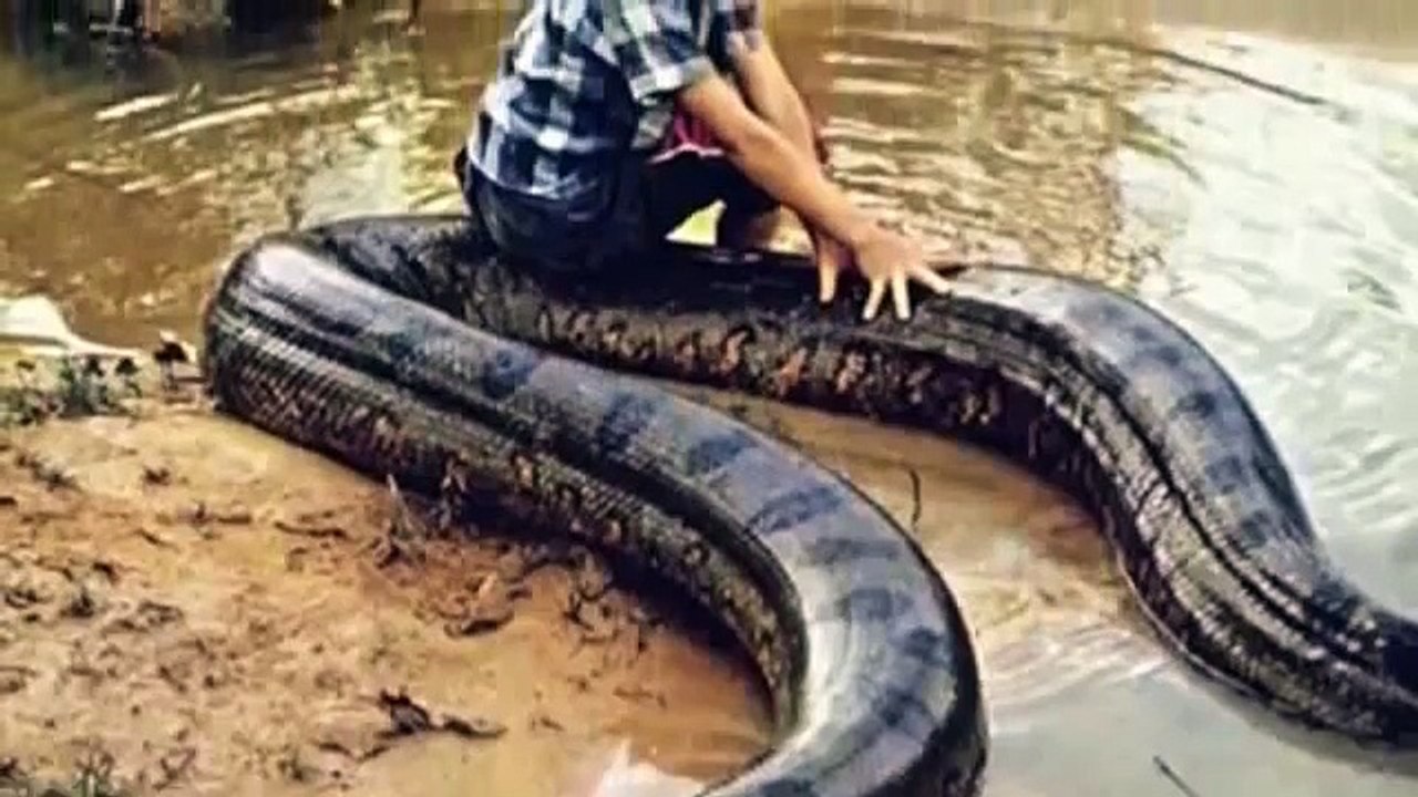 TOP10 des plus gros serpents de la planete ! - Vidéo Dailymotion