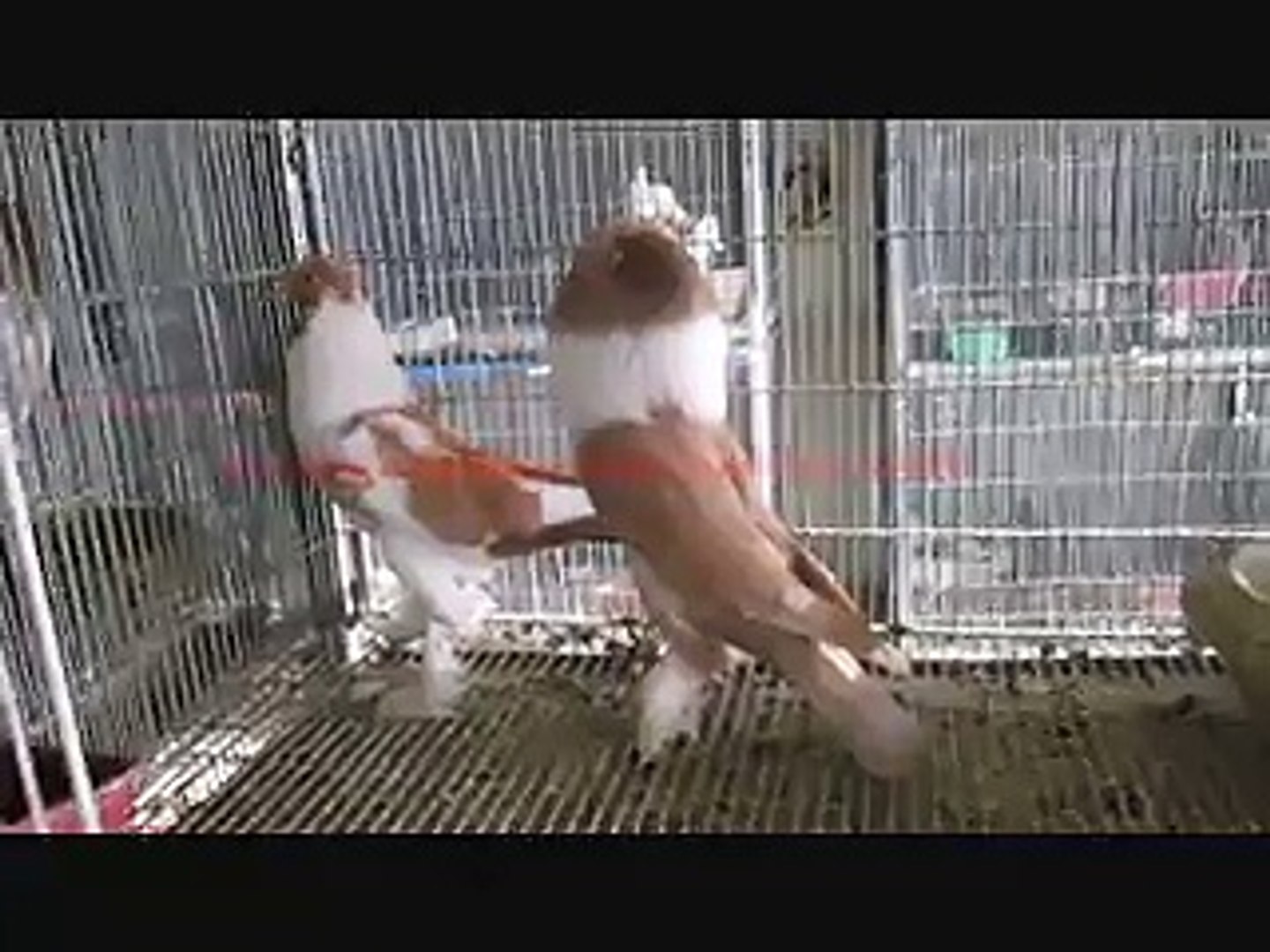 Reversewing Pouter Pigeon