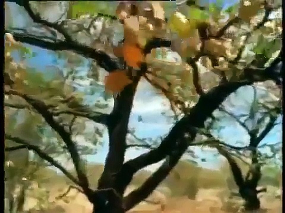 Discovery Channel Animals Full Documentary Wild Elephants National ...