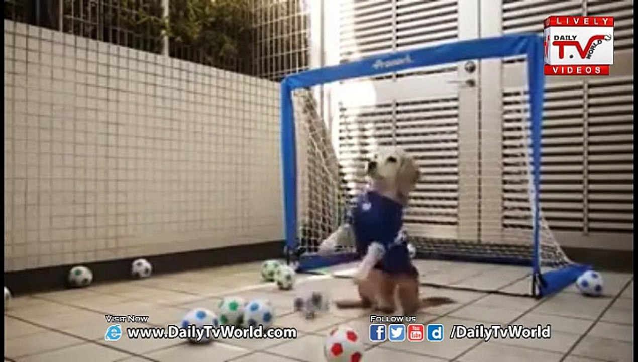 Dog Goal Keeper - Dog Playing Football Its Amazing - video Dailymotion