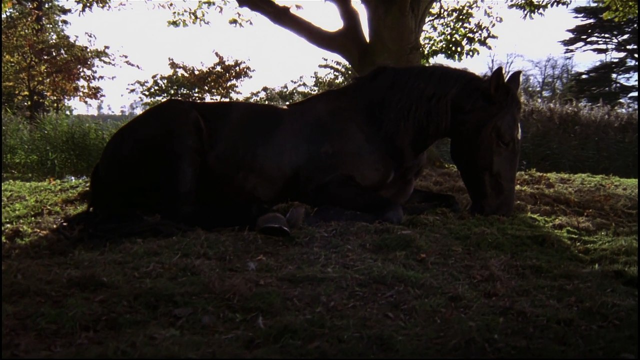 Black.Beauty.1994.(00h00m00s-00h44m01s) - video Dailymotion