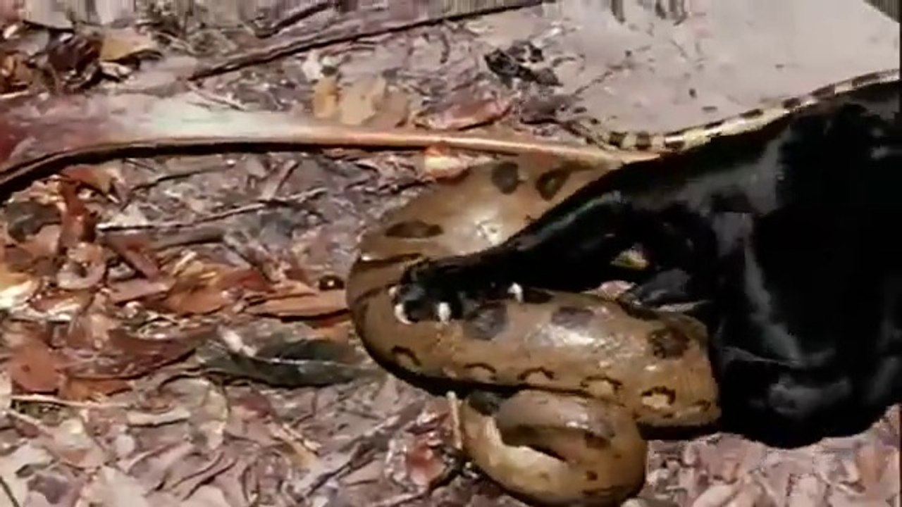 Anaconda vs Jaguar -Animal Video - - video Dailymotion