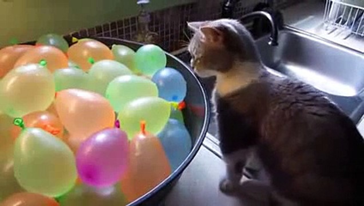 Funny Cats Eating Looking So amazing - video Dailymotion