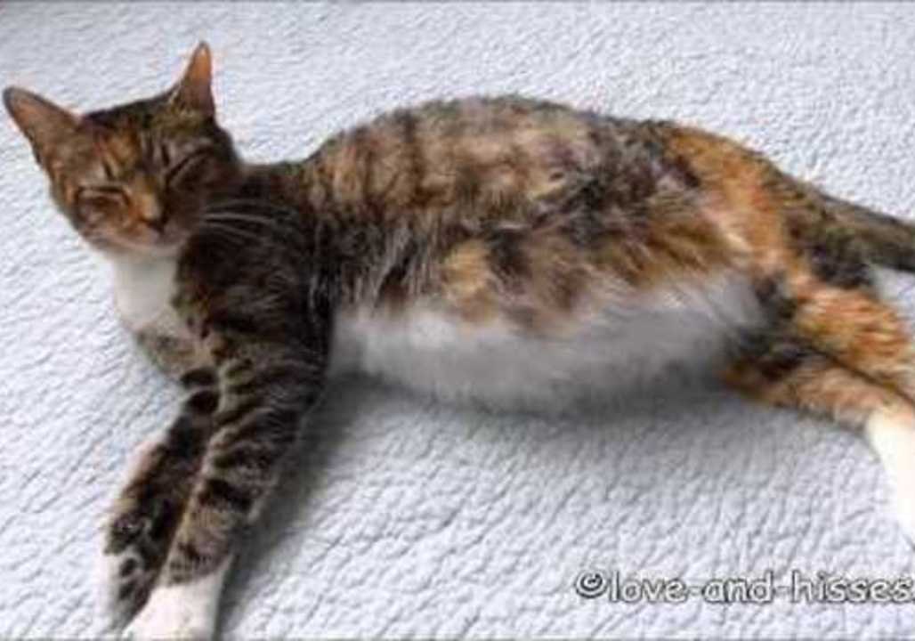 Unborn Kittens Seen Moving About in the Womb - video Dailymotion