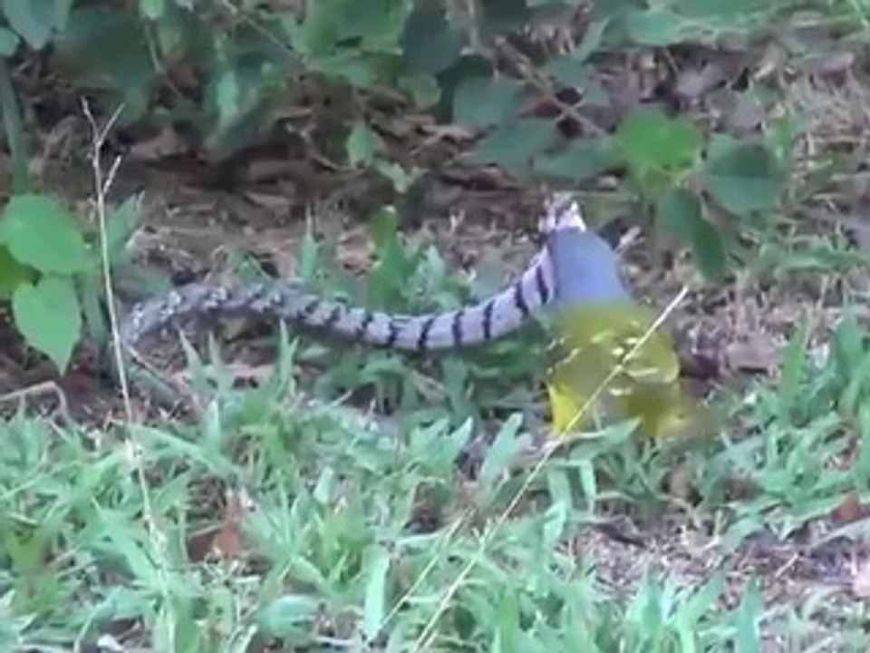 Bird vs Snake -Latest Sign - Animal Fighting Video - - video Dailymotion
