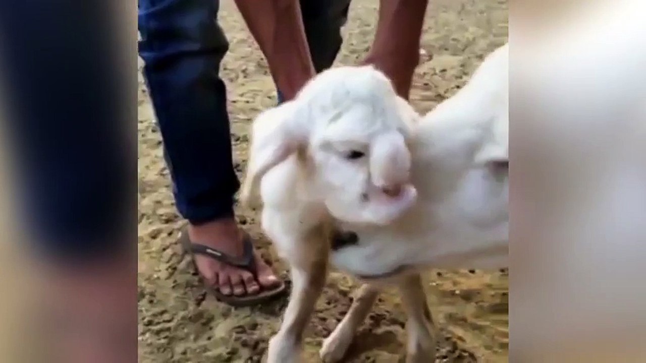 Dunya News - Lamb with human-like features including eyes, nose and ...