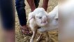 Lamb with human-like features including eyes, nose and mouth is born on ...