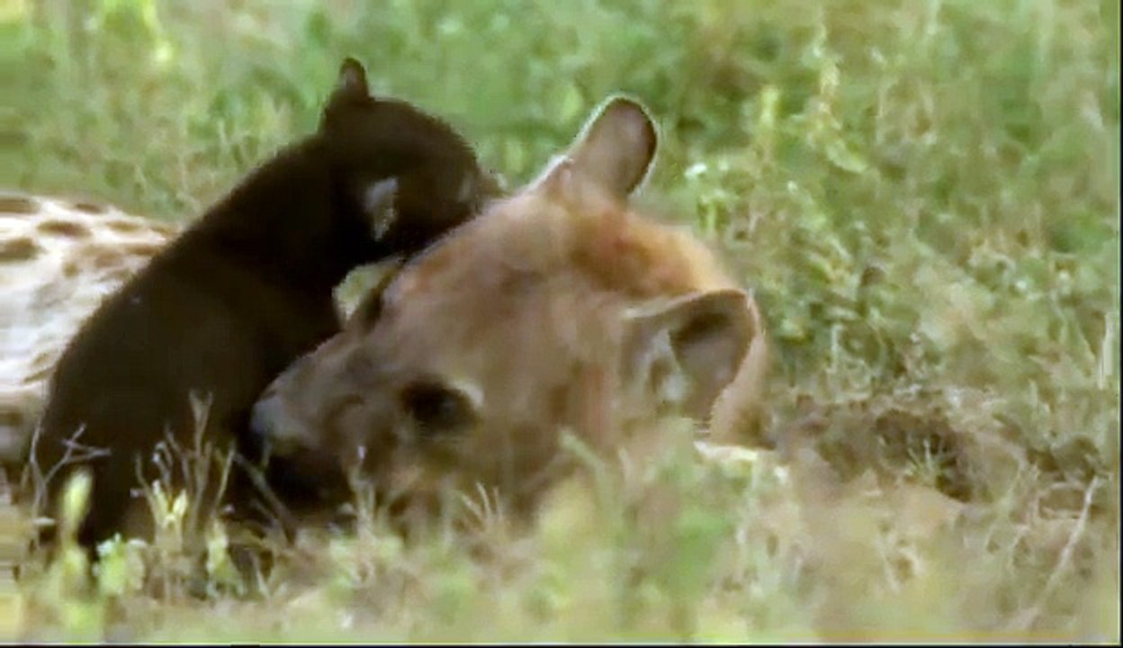 Naabi - A Hyena Princess 1/4 - video Dailymotion