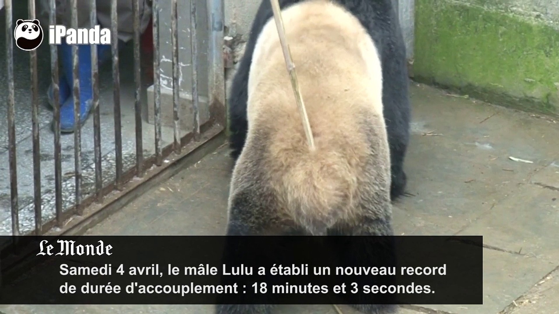 Accouplement D'animaux The Snails Sexuality