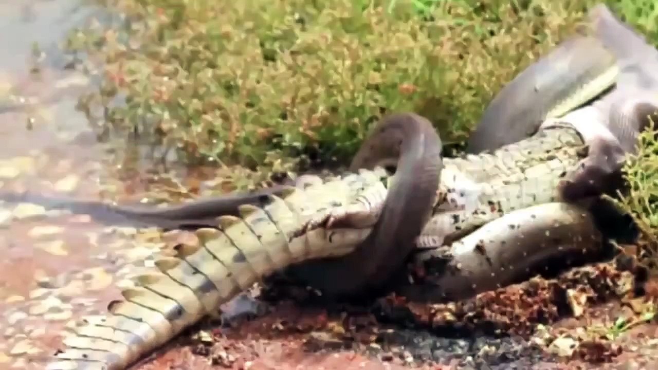 The python eats crocodile after epic battle - video Dailymotion