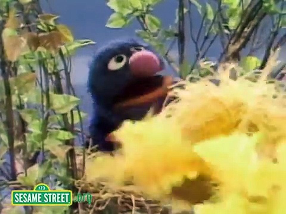 Sesame Street Grover Finds A Bird S Nest Video Dailymotion