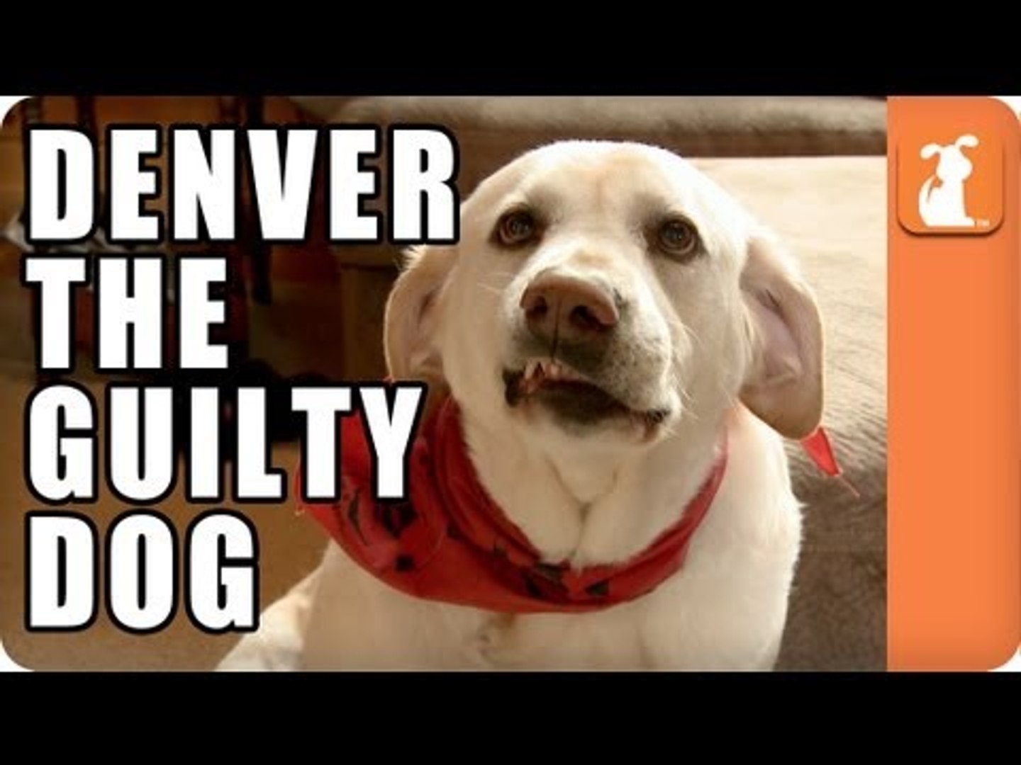 Guilty Puppy Gif