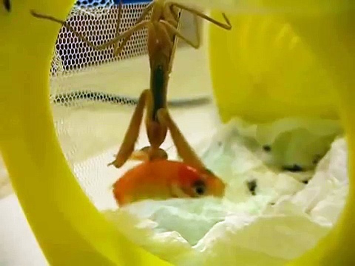 Praying Mantis Eating Goldfish