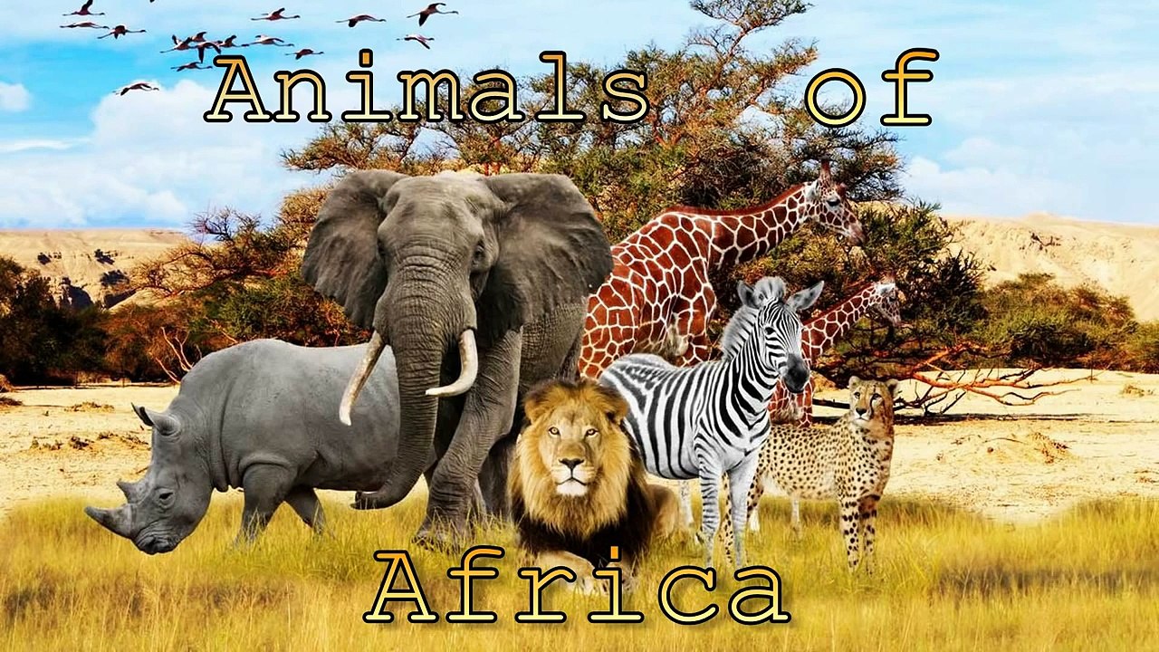 Africa animals their voices and sounds - video Dailymotion