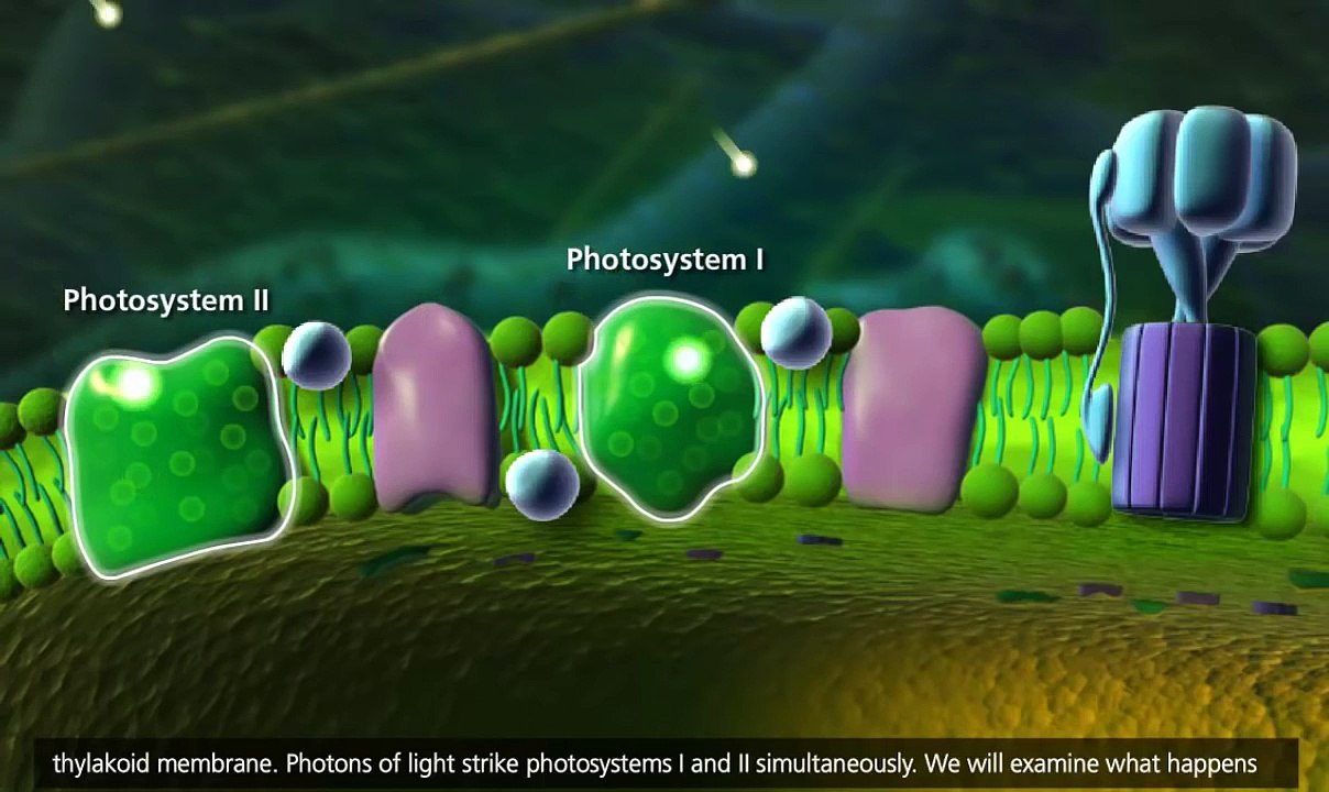 Photosynthesis: Light reaction, Calvin cycle, Electron Transport [3D ...