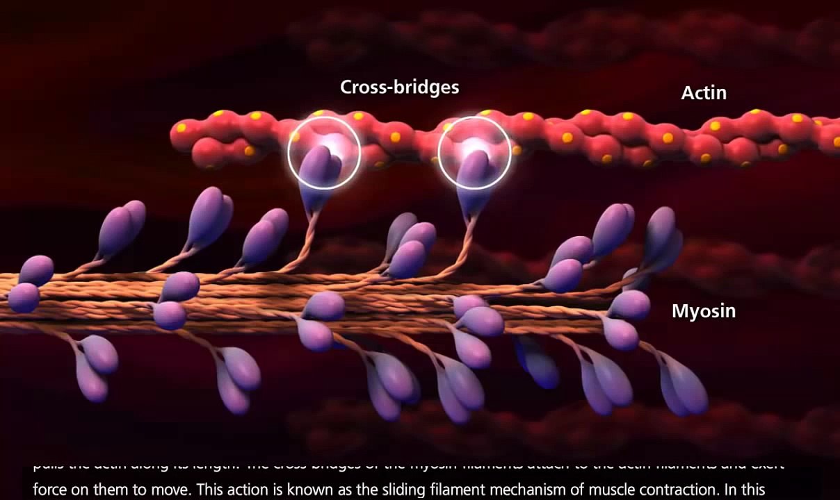 Muscle Contraction Process: Molecular Mechanism [3D Animation] - Video ...