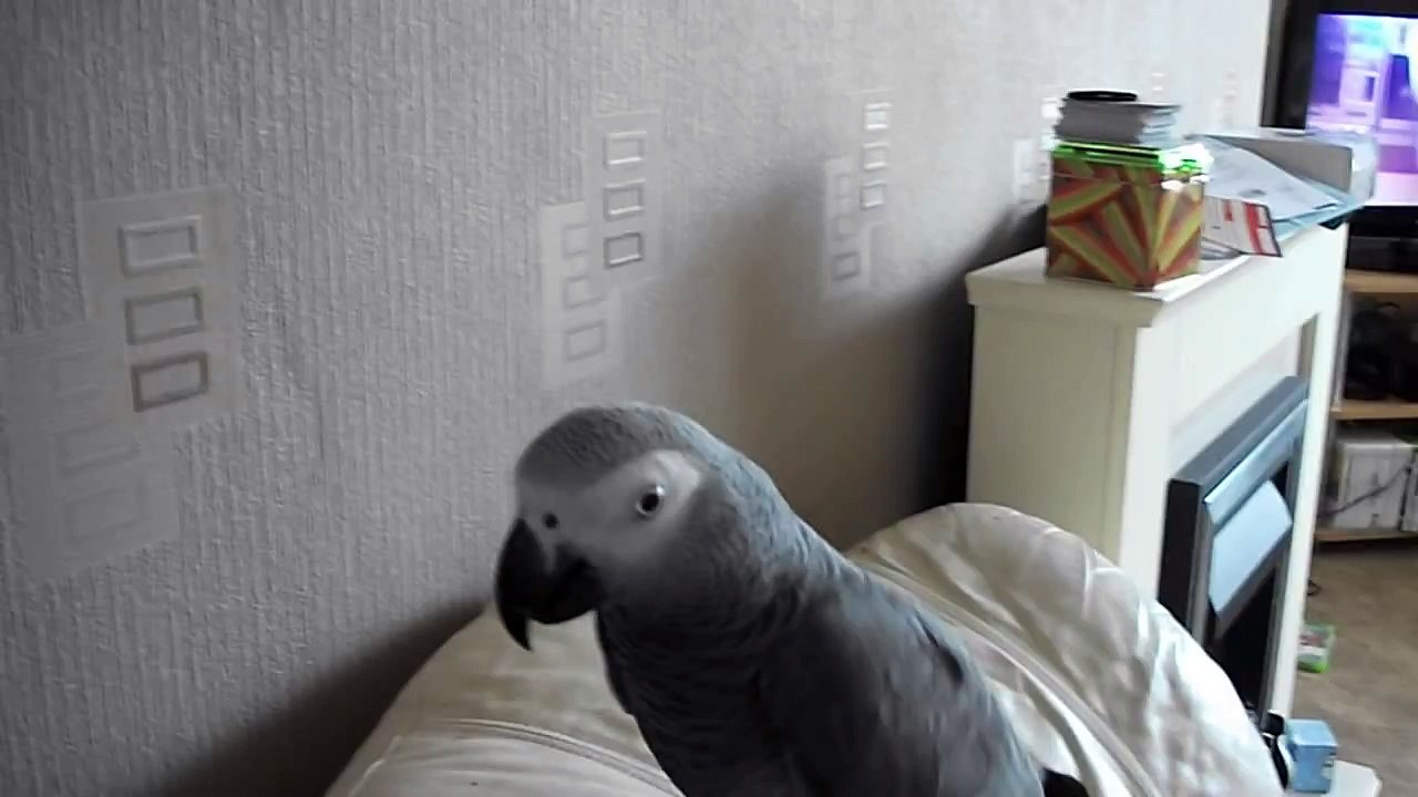 Amazing talking parrot. Swearing parrot - video Dailymotion