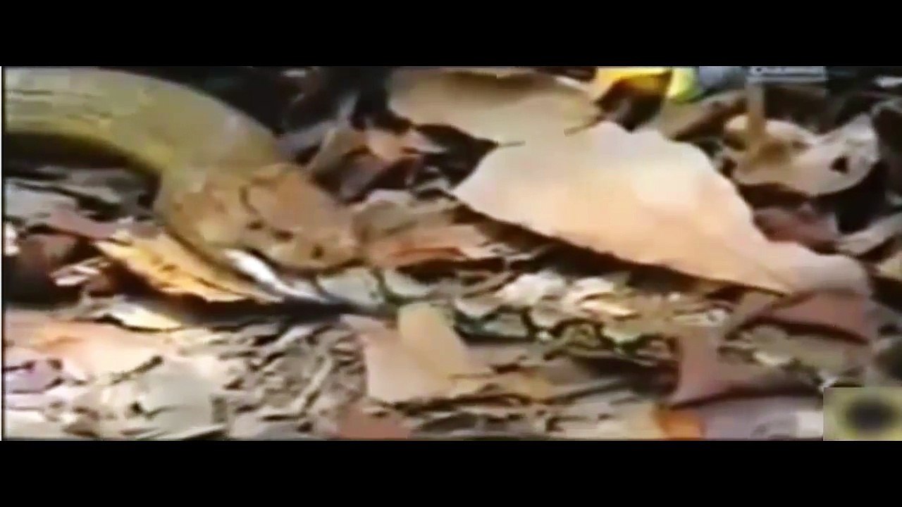King Cobra vs Anaconda | Anaconda Eating King Cobra - video Dailymotion
