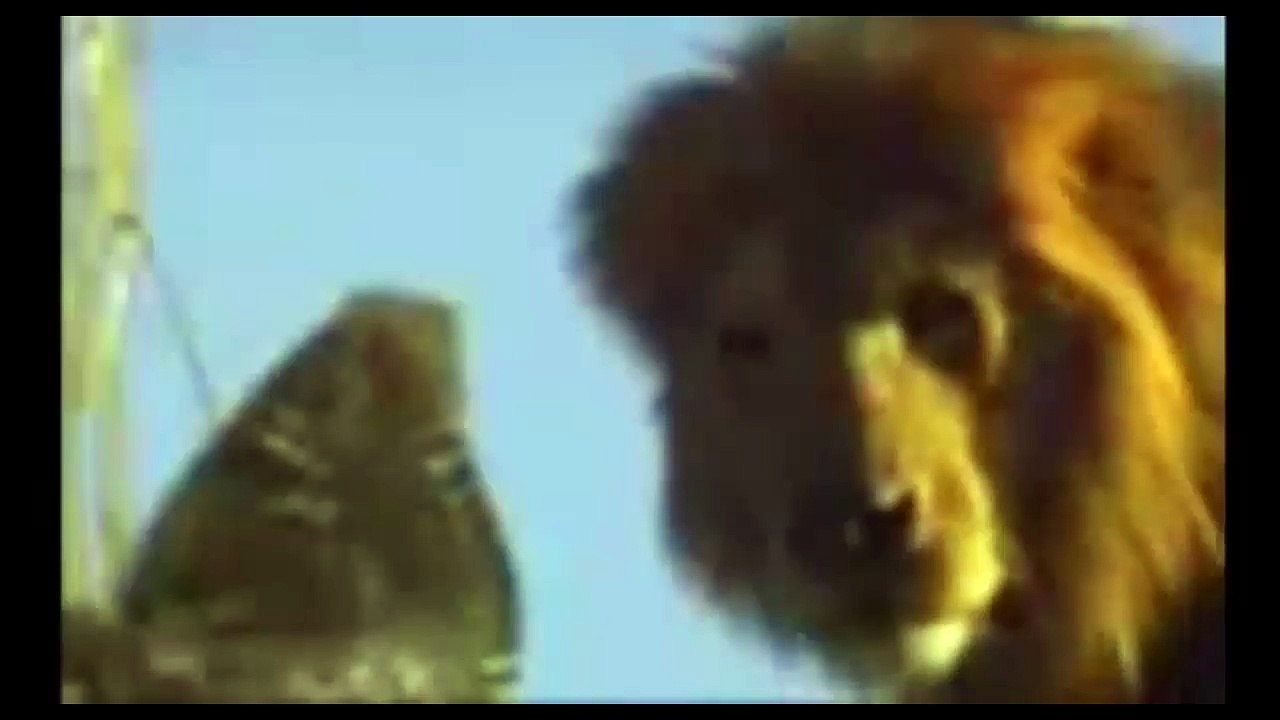 King cobra vs Lion | Fierce Battle - video Dailymotion