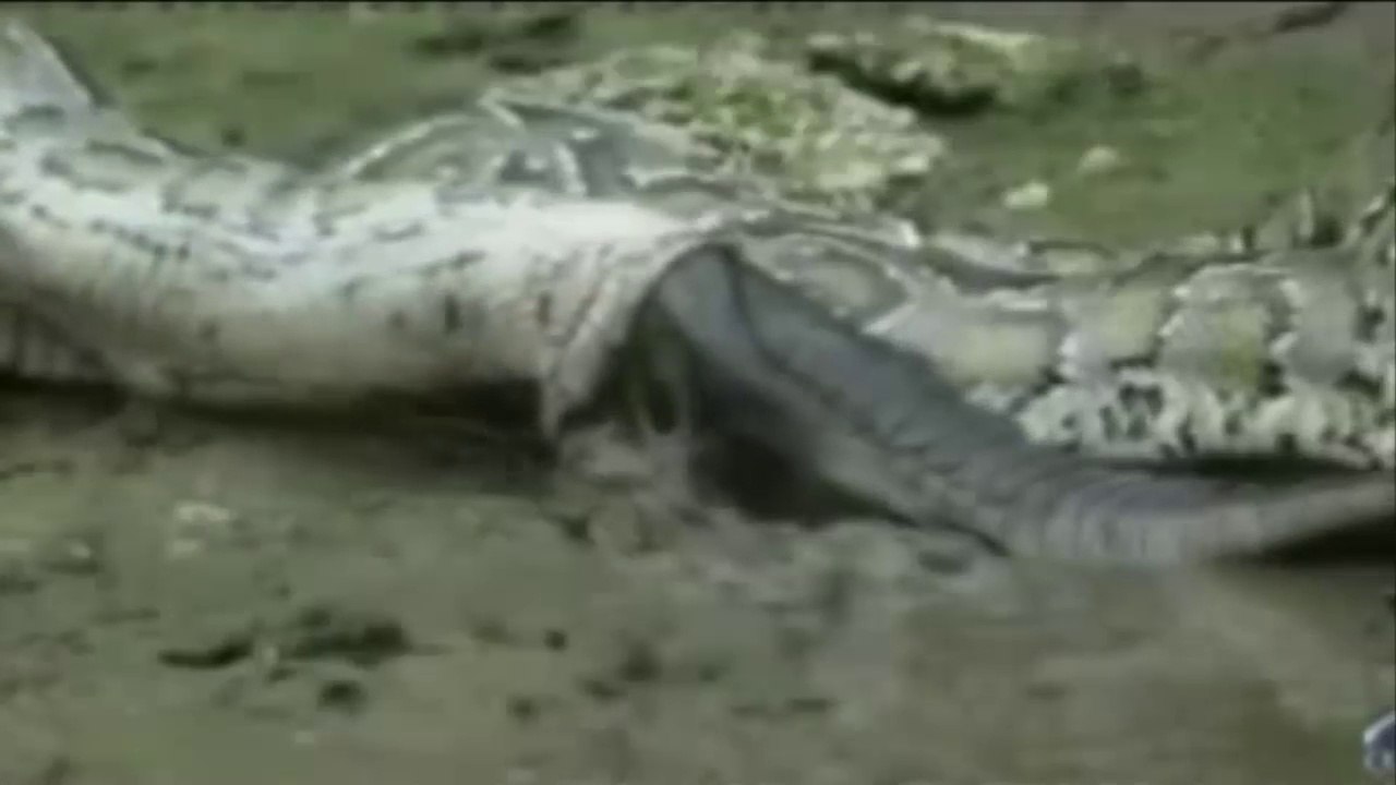 King Cobra vs Alligator | Who will be Win - video Dailymotion